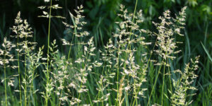 Missouri Weed Identification - Backer Gardens