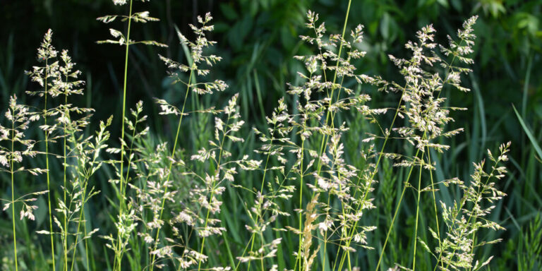 Missouri Weed Identification - Backer Gardens