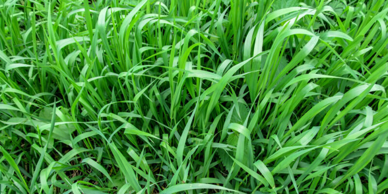 Missouri Weed Identification - Backer Gardens
