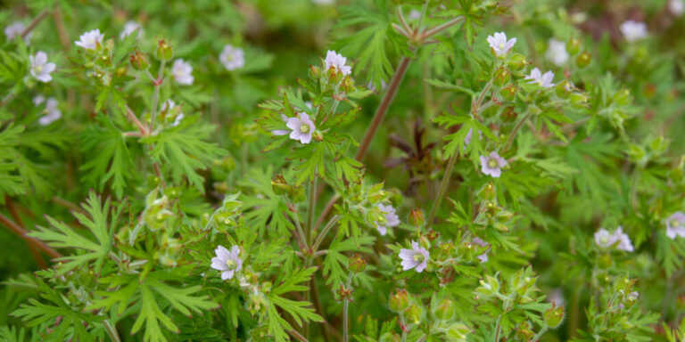 Missouri Weed Identification - Backer Gardens