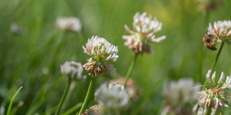 Missouri Weed Identification - Backer Gardens
