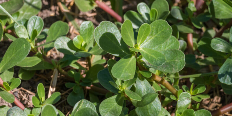Missouri Weed Identification - Backer Gardens