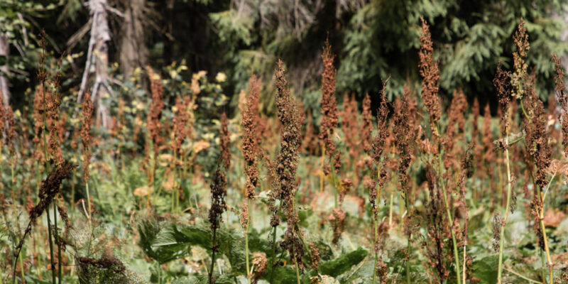 Missouri Weed Identification - Backer Gardens