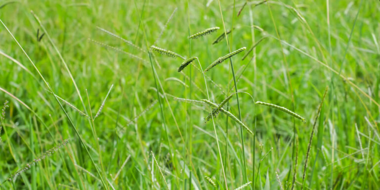 Missouri Weed Identification - Backer Gardens