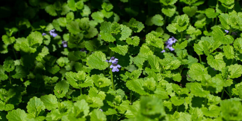 Missouri Weed Identification - Backer Gardens