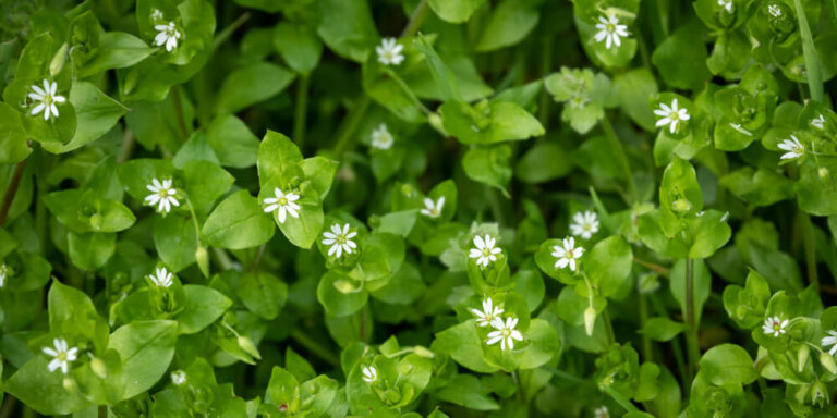 Missouri Weed Identification - Backer Gardens