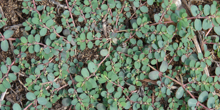 Missouri Weed Identification - Backer Gardens