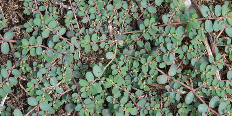 Missouri Weed Identification - Backer Gardens