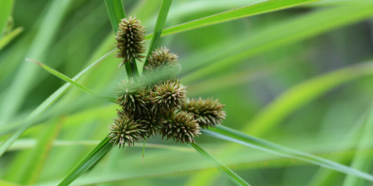 Missouri Weed Identification - Backer Gardens